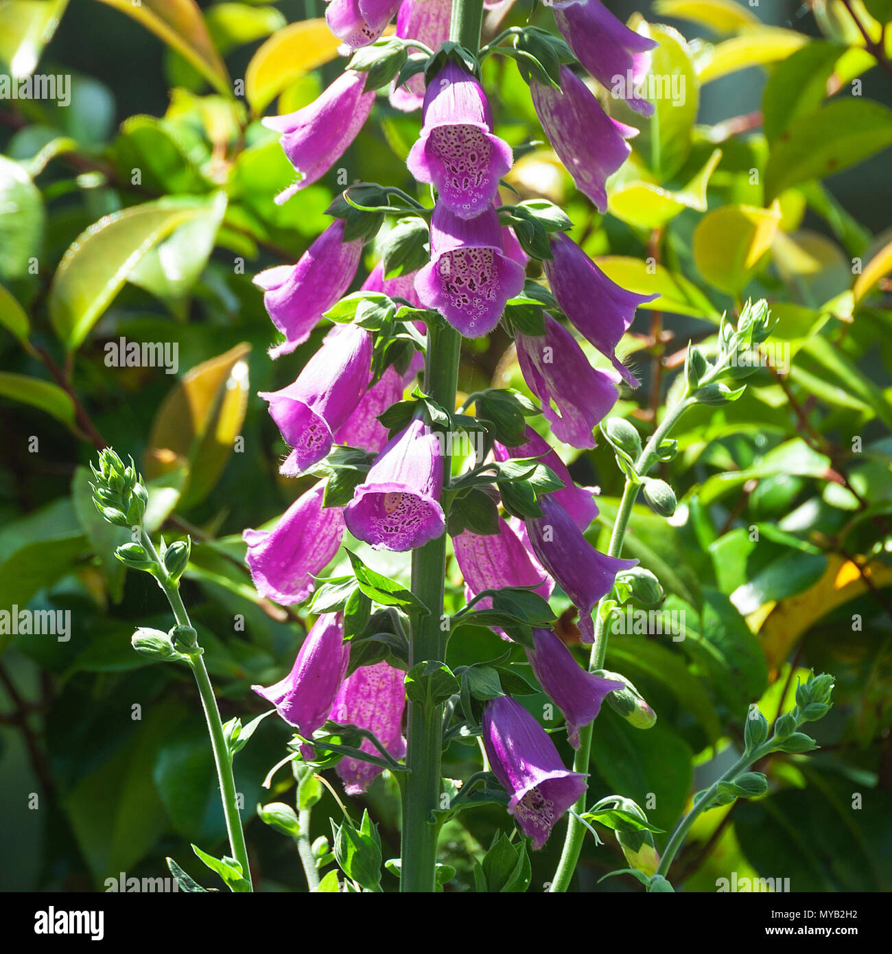 Purple Foxglove Flower Spike in Full Bloom in a Garden Border in ...
