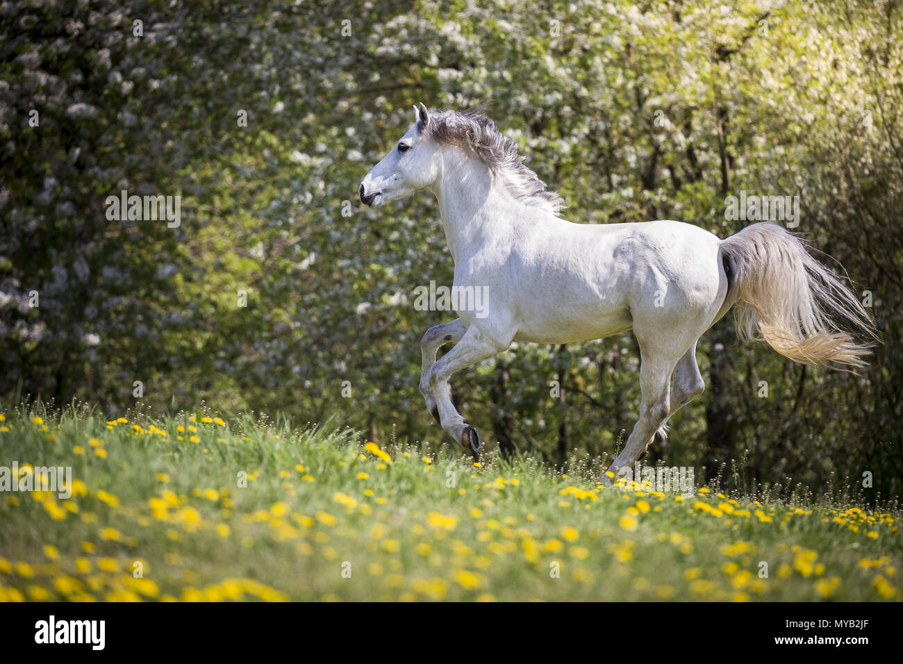 German riding pony galloping on hi-res stock photography and images - Alamy