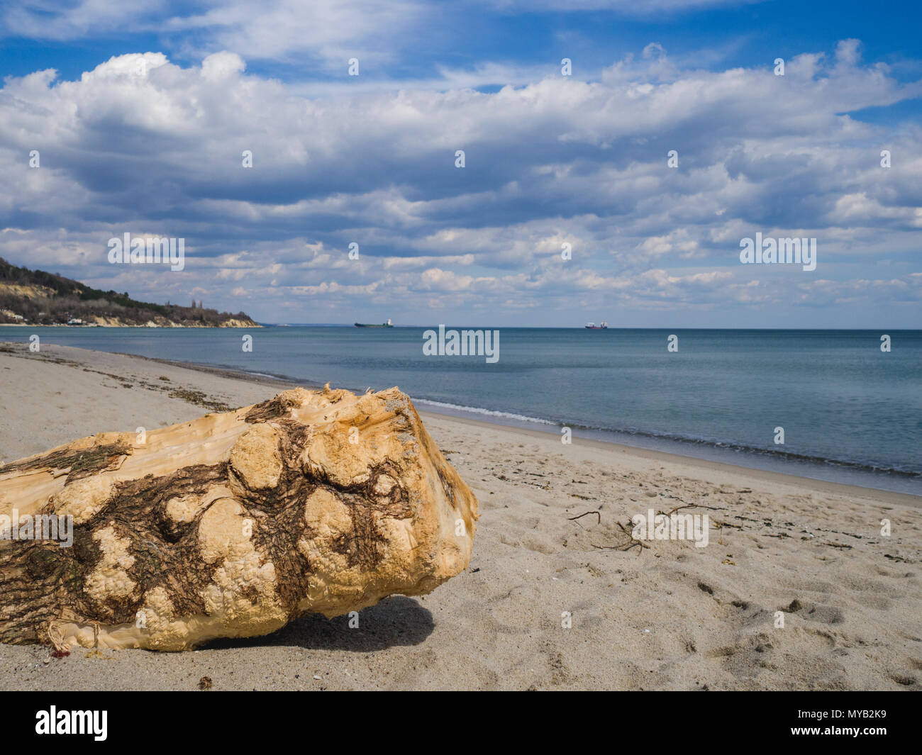 Fallen tree trunk on a sandy beach Stock Photo - Alamy