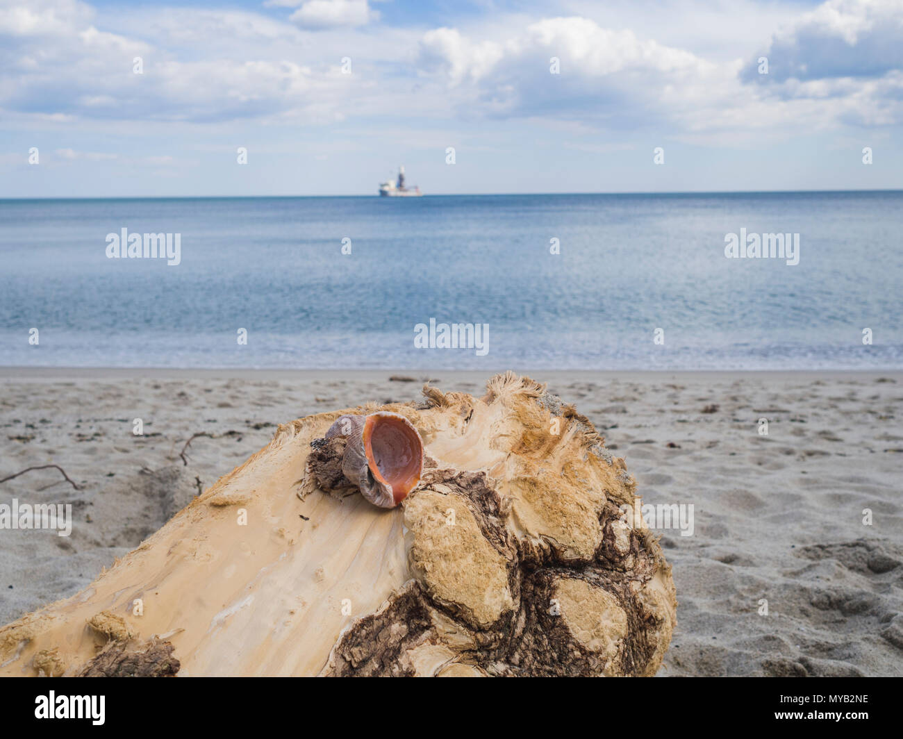 Dry branch tree on beach hi-res stock photography and images - Alamy