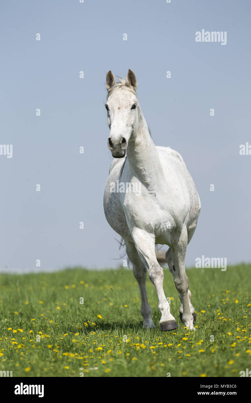 Old gray mare hi-res stock photography and images - Alamy