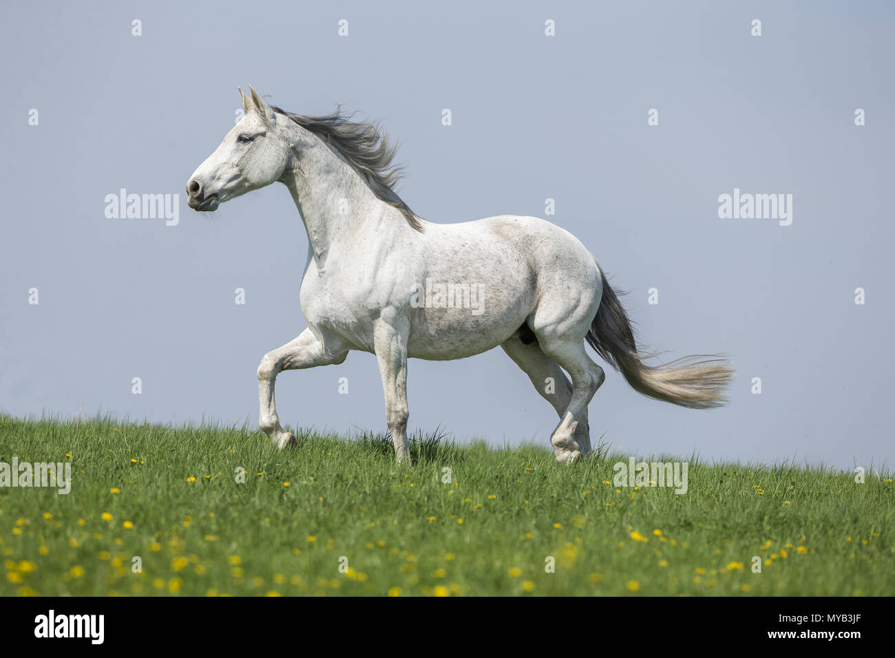 Old gray mare hi-res stock photography and images - Alamy