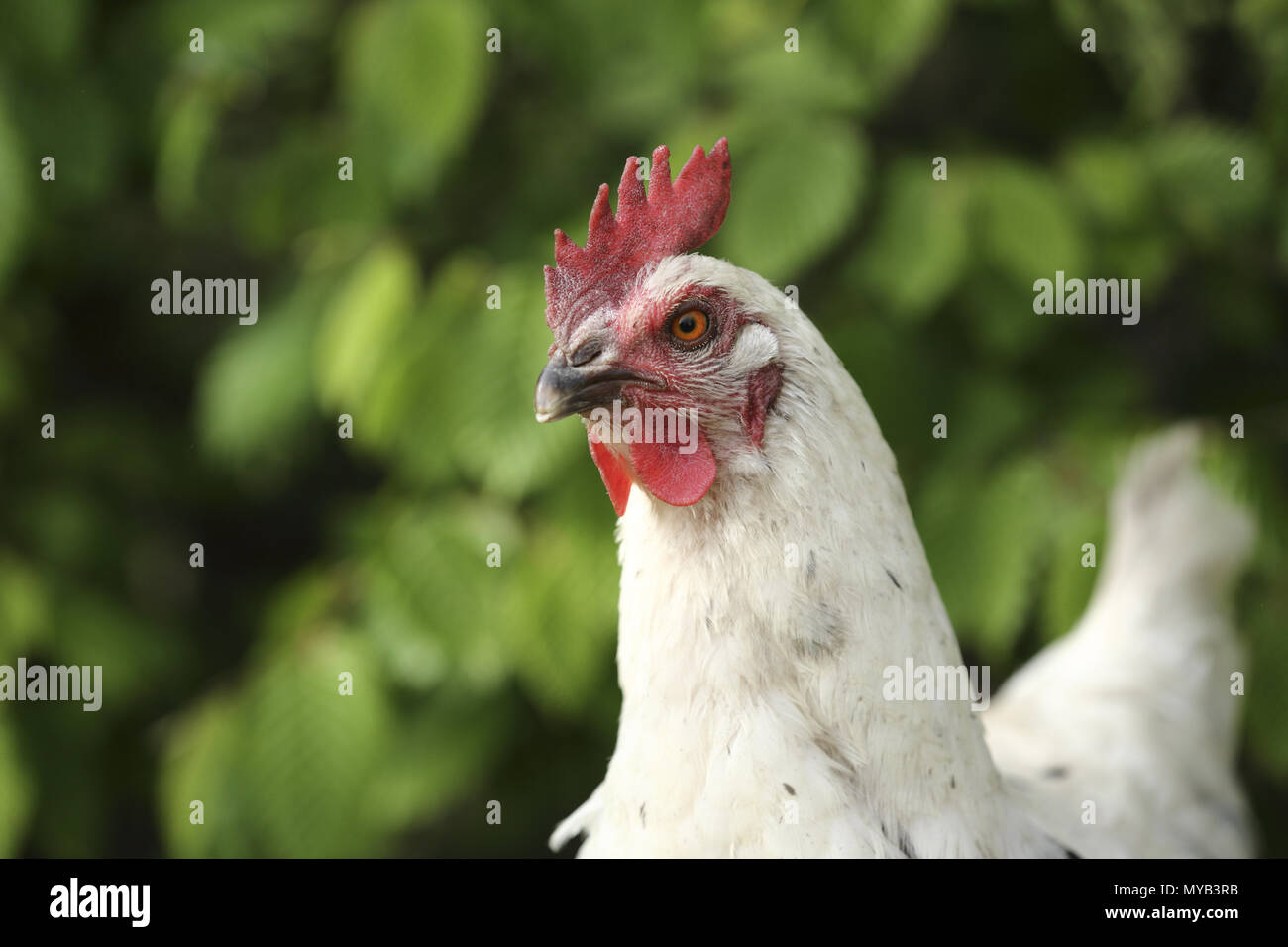 Domestic chicken, breed: Marans Chicken. Portrait. Germany Stock Photo ...