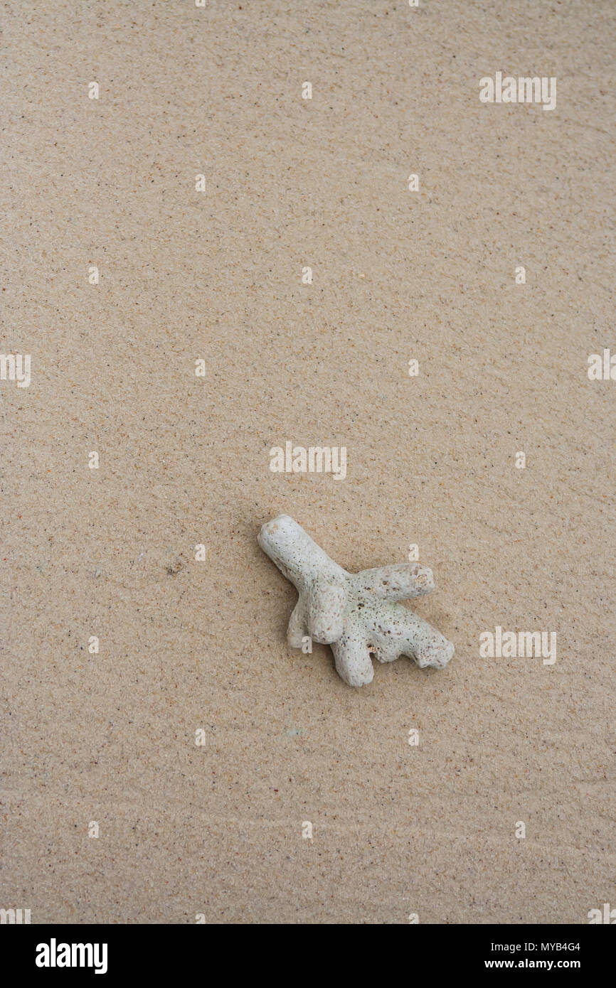 Dead sea plants hi-res stock photography and images - Alamy