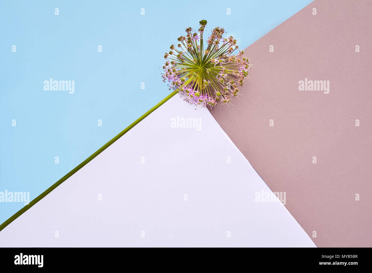 Allium sphaerocephalon round-headed leek, round-headed garlic, ball ...