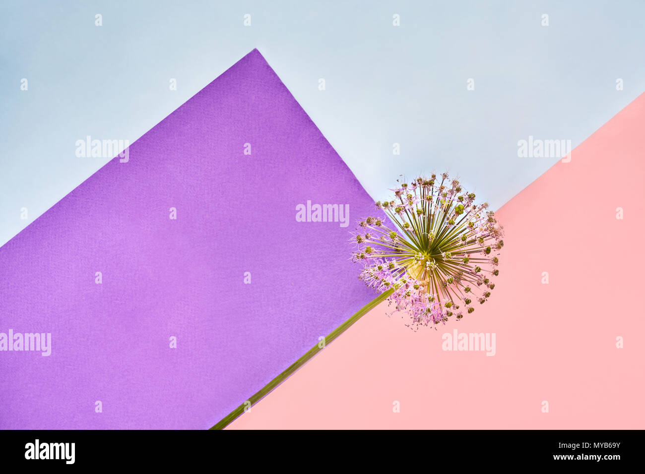 Allium sphaerocephalon round-headed leek, round-headed garlic, ball ...