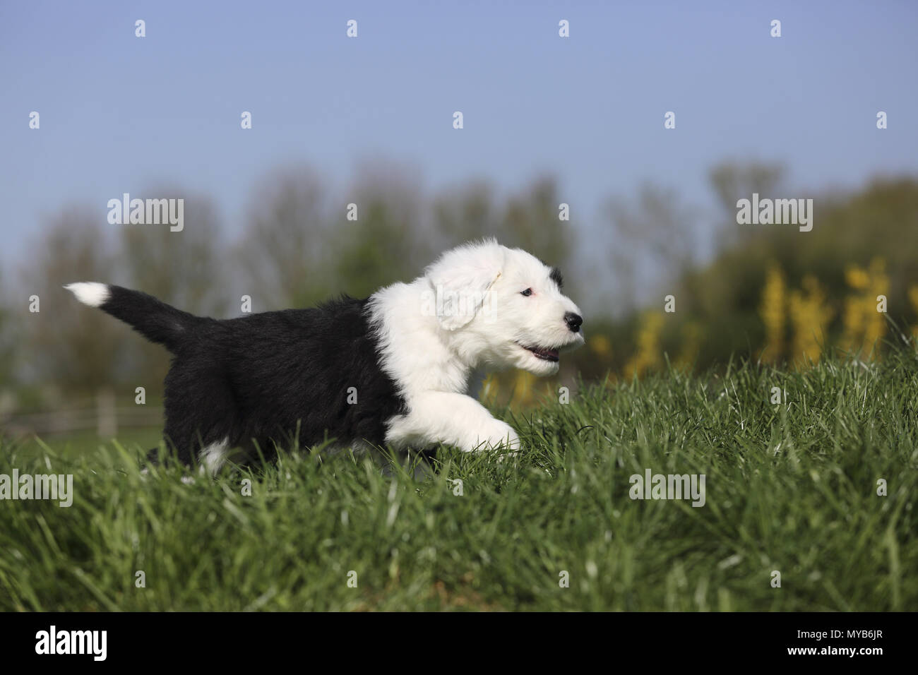 Old English Sheepdog. Puppy walking on a meadow. Germany Stock Photo ...