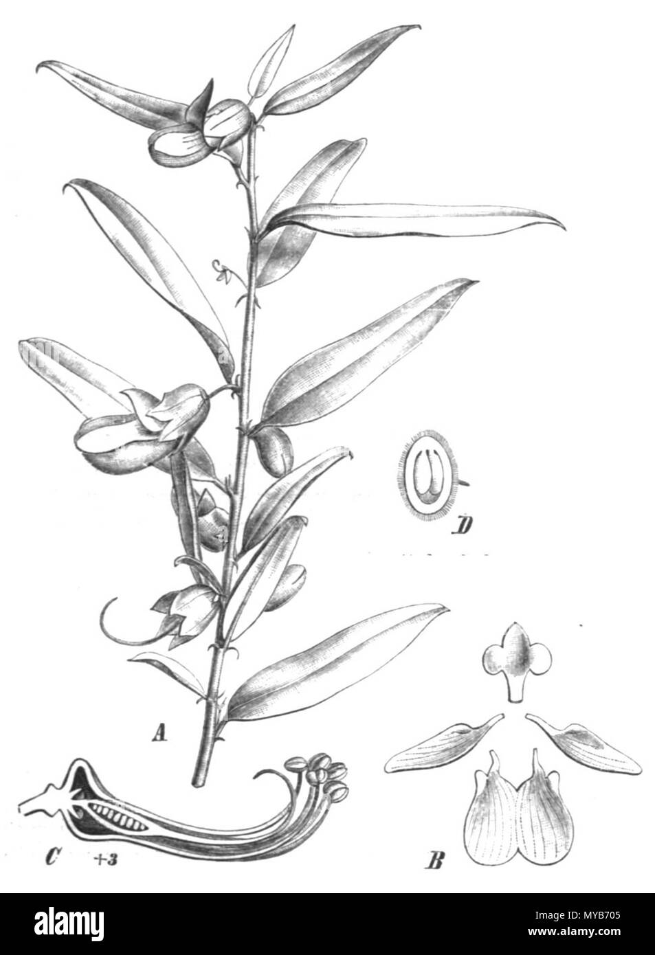 . Illustration from book . 1891. Paul Hermann Wilhelm Taubert (1862 ...