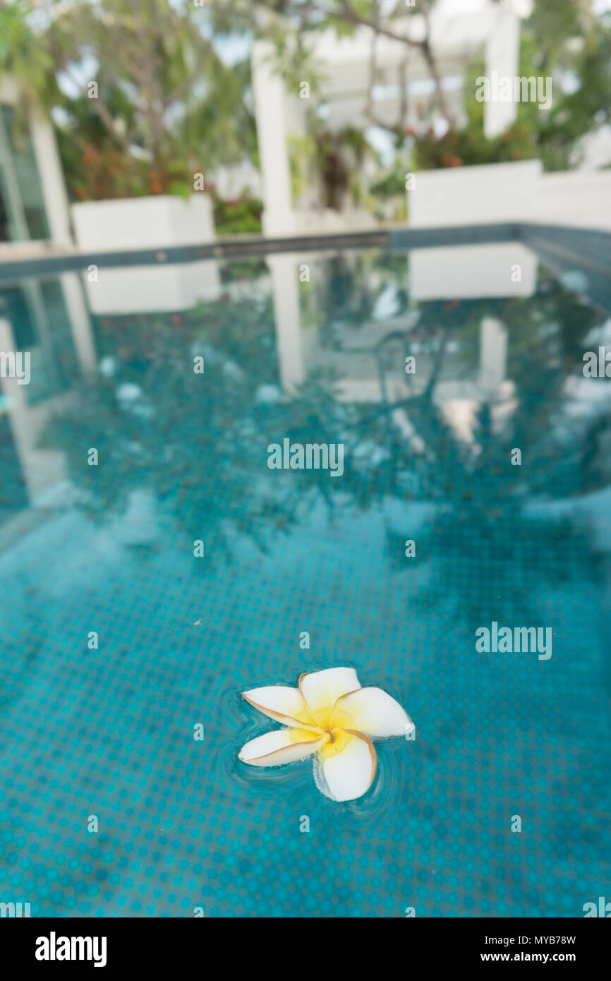 Floating white flower in the pool Stock Photo - Alamy