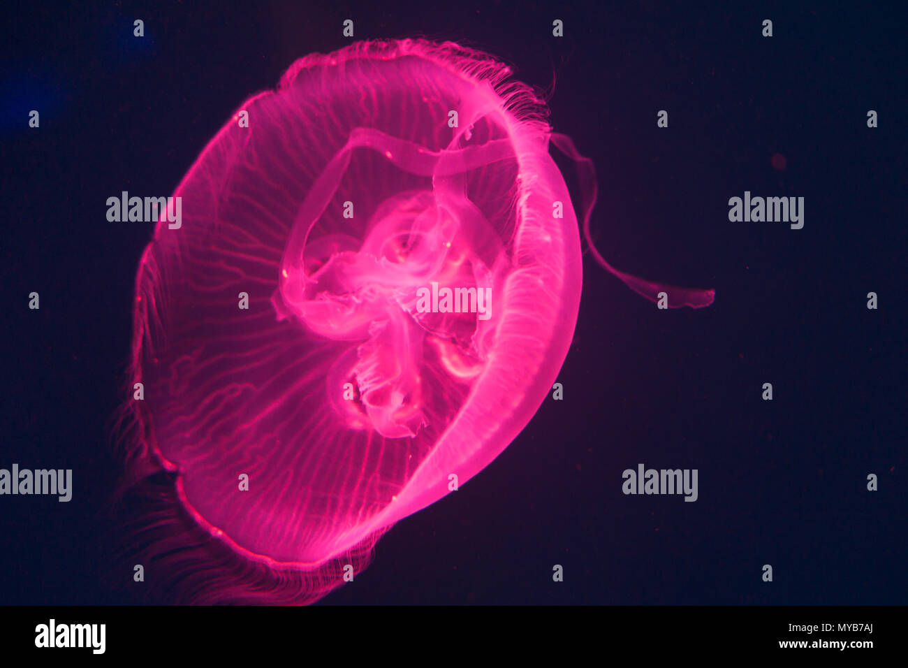 Deep Sea Fish Dark High Resolution Stock Photography and Images - Alamy