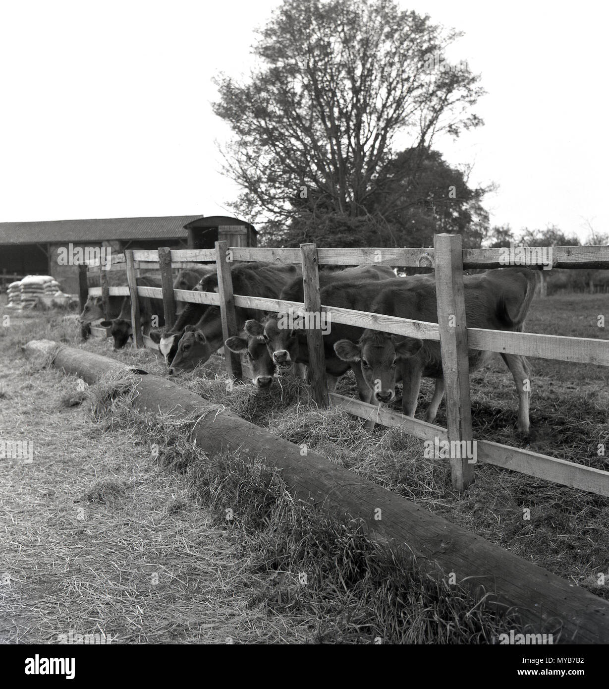 1960s farm cows in field hi-res stock photography and images - Alamy