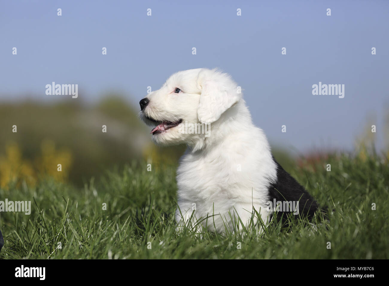 Old english sheepdog hi-res stock photography and images - Alamy