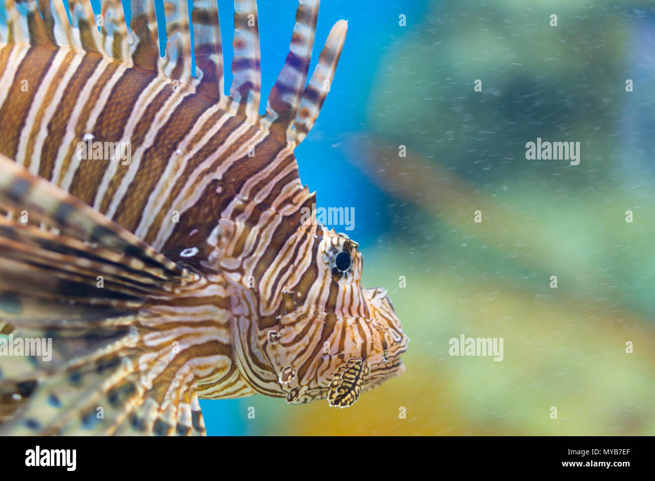 Lion fish in tank hi-res stock photography and images - Alamy