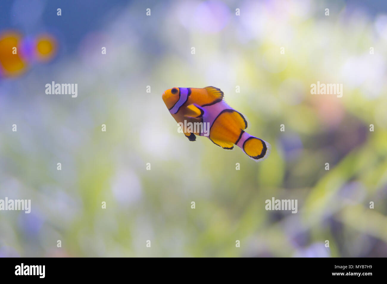 Orange rock fish hi-res stock photography and images - Alamy