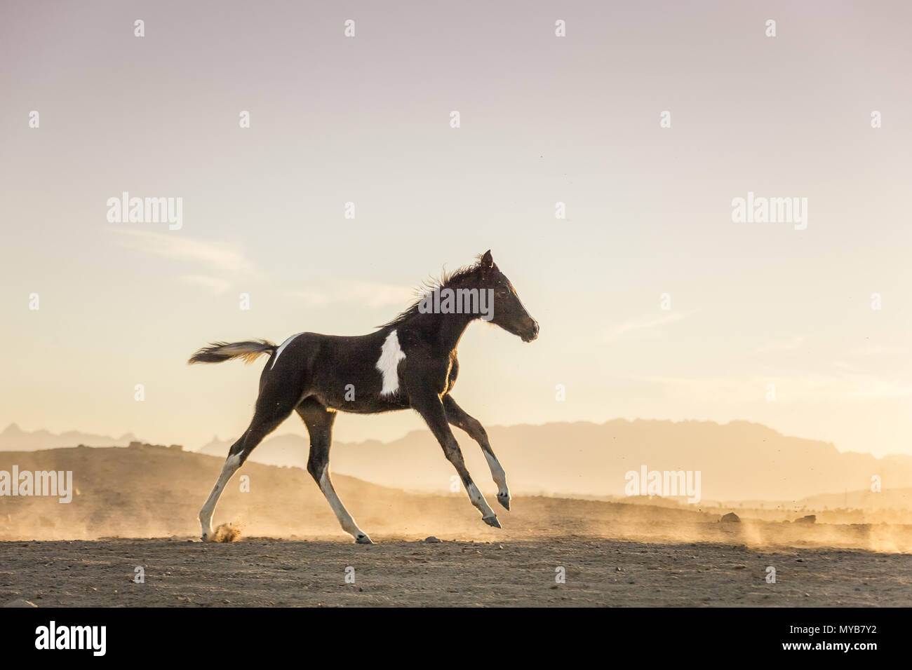 Black Pinto Horse Running