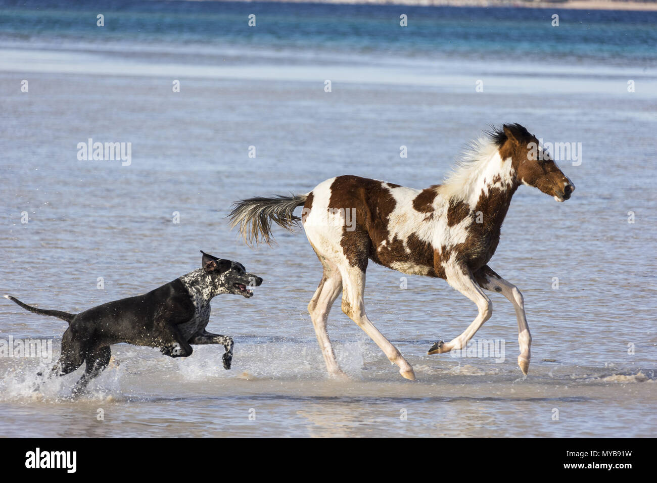 Pinto. Foal galloping in shallow water, followed by a dog. Egypt Stock ...