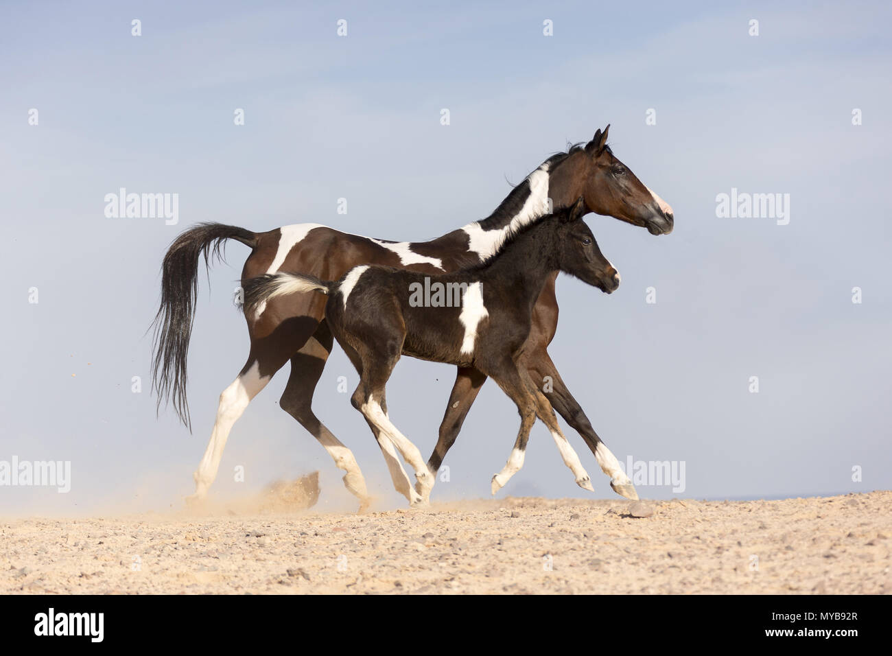 Pintabian Stock Photos & Pintabian Stock Images - Alamy
