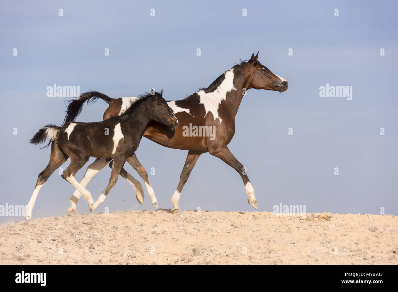 Pintabian. Mare with foal trotting in the desert. Egypt Stock Photo - Alamy