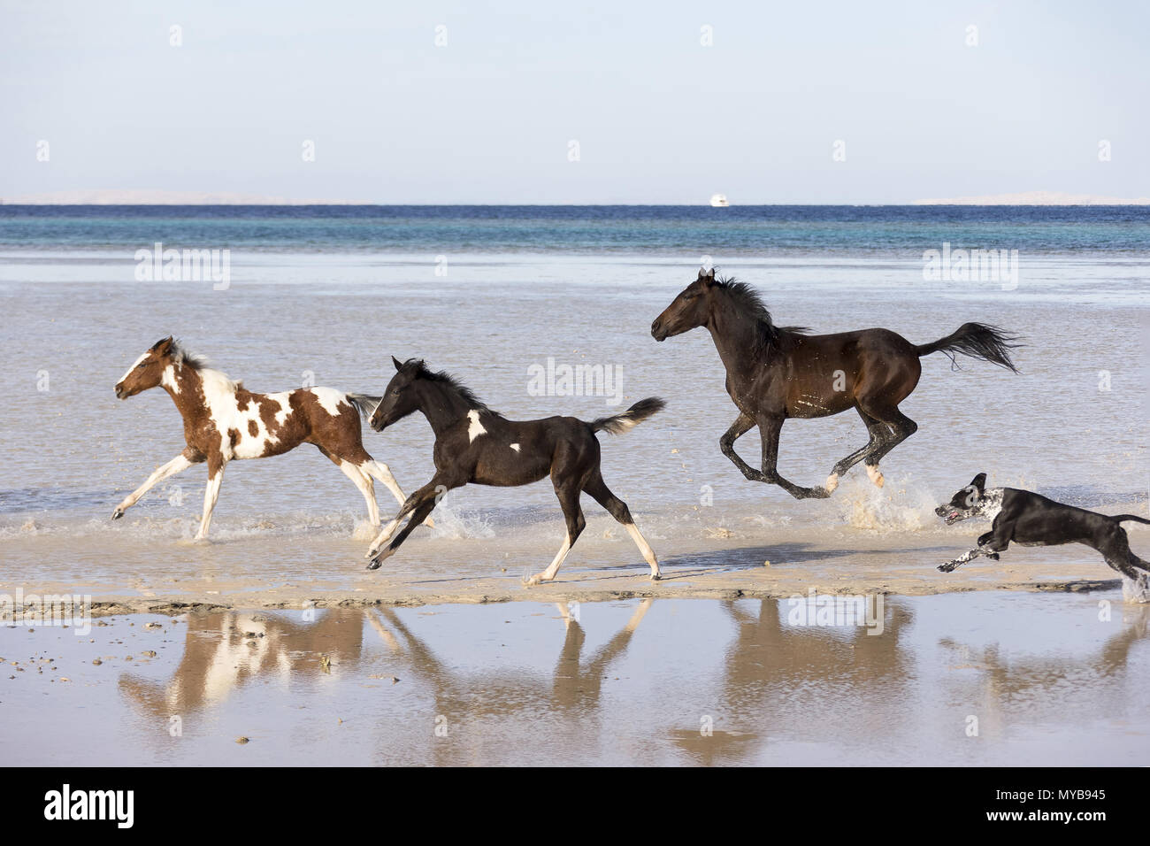 Barb horse running in sand hi-res stock photography and images - Alamy