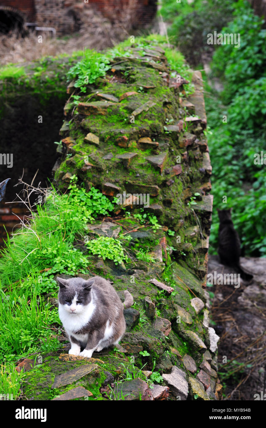 Roman cat rome hi-res stock photography and images - Alamy