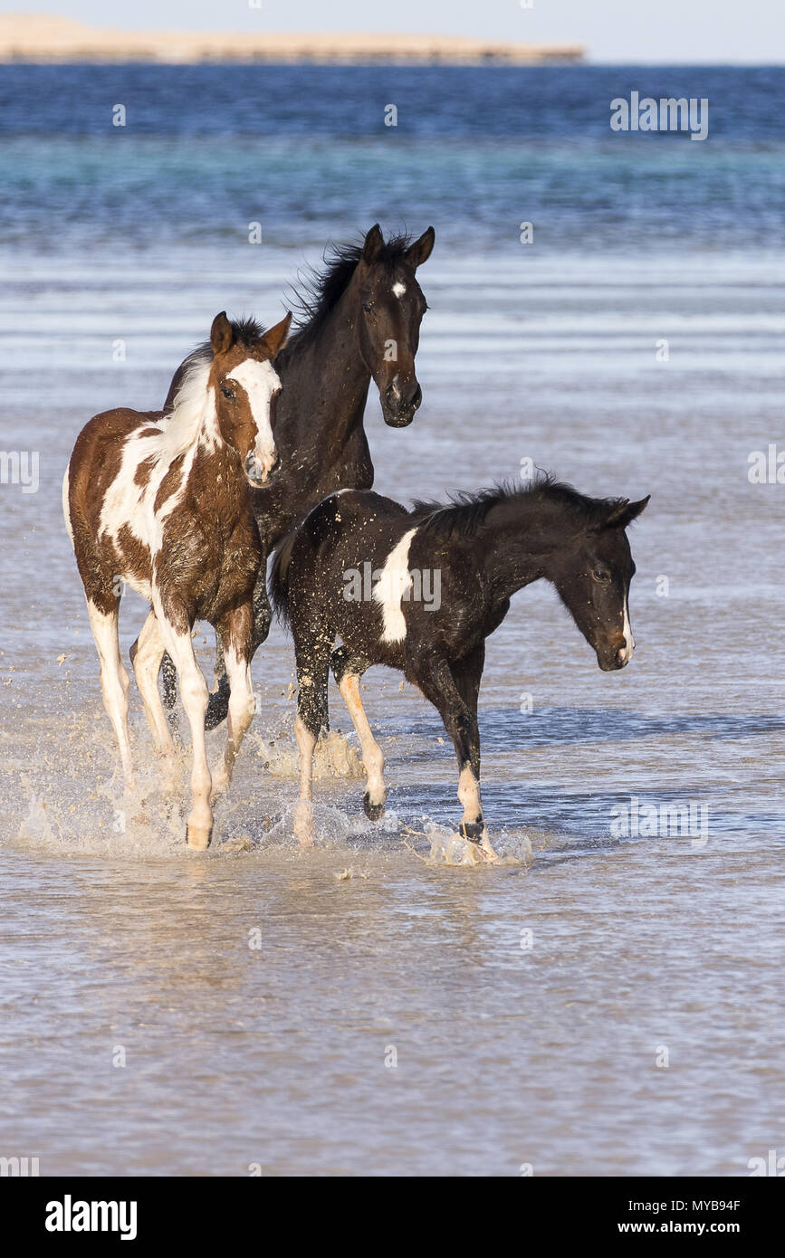 Barb horse. Bay horse and Pinto foals walking in shallow water. Egypt ...