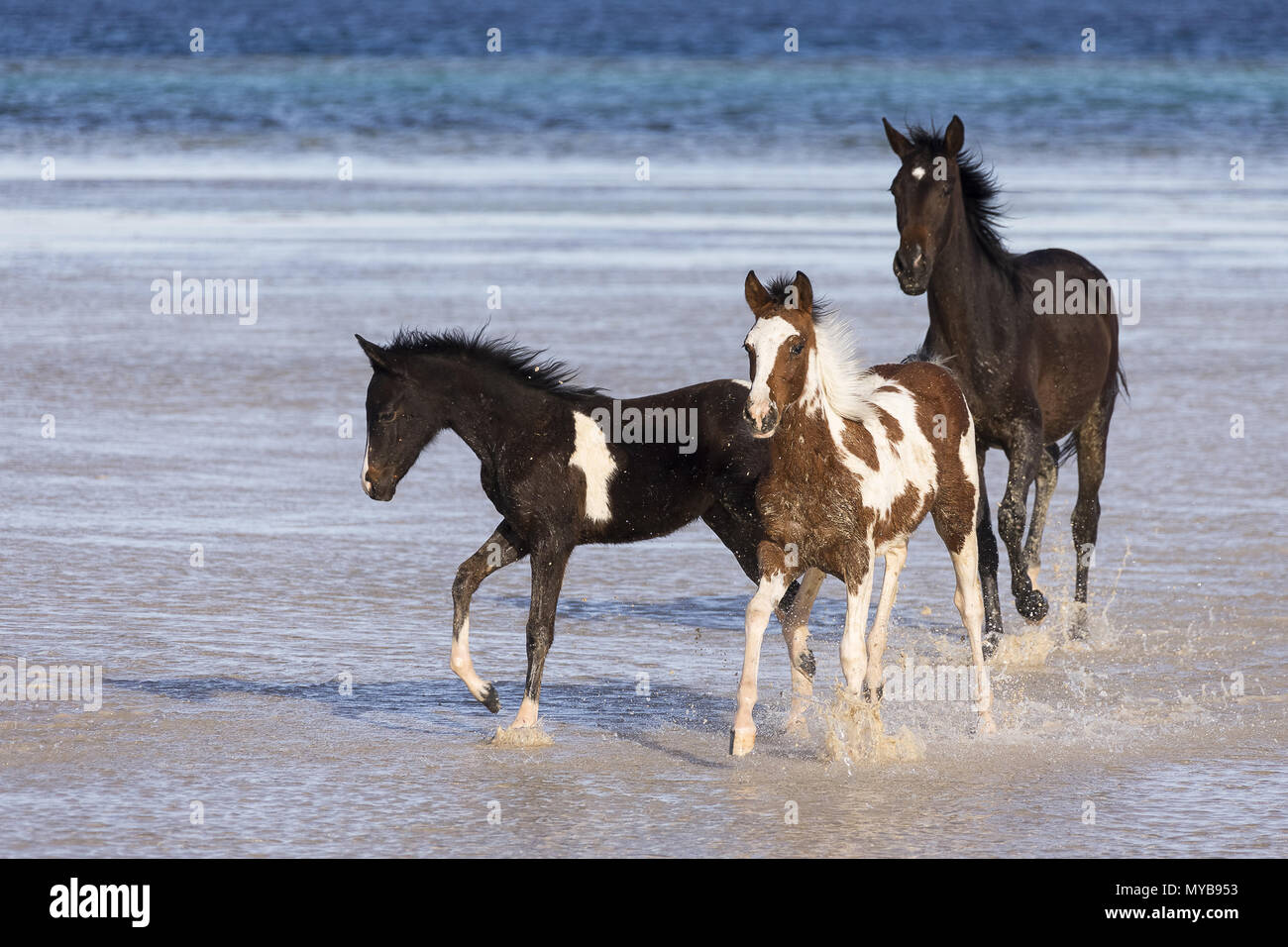 Barb horse. Bay horse and Pinto foals walking in shallow water. Egypt ...