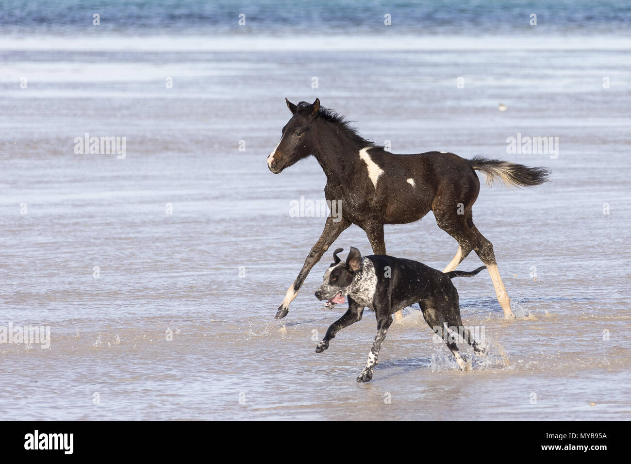 Pinto. Foal and dog galloping in shallow water. Egypt Stock Photo - Alamy