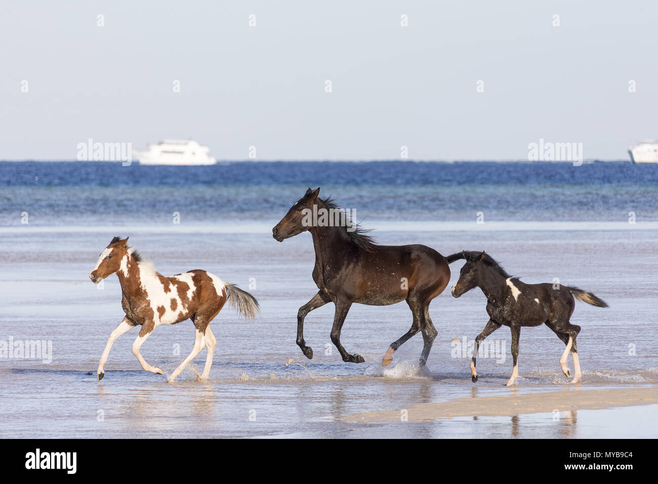 Barb horse. Bay horse and Pinto foals galloping in shallow water. Egypt ...