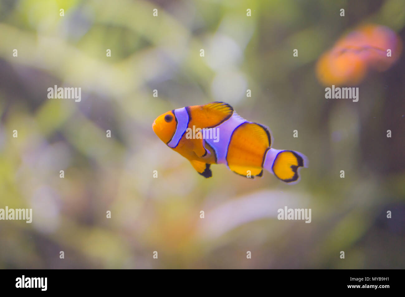 Orange Coral Reel Fish in Thailand's under sea Stock Photo - Alamy