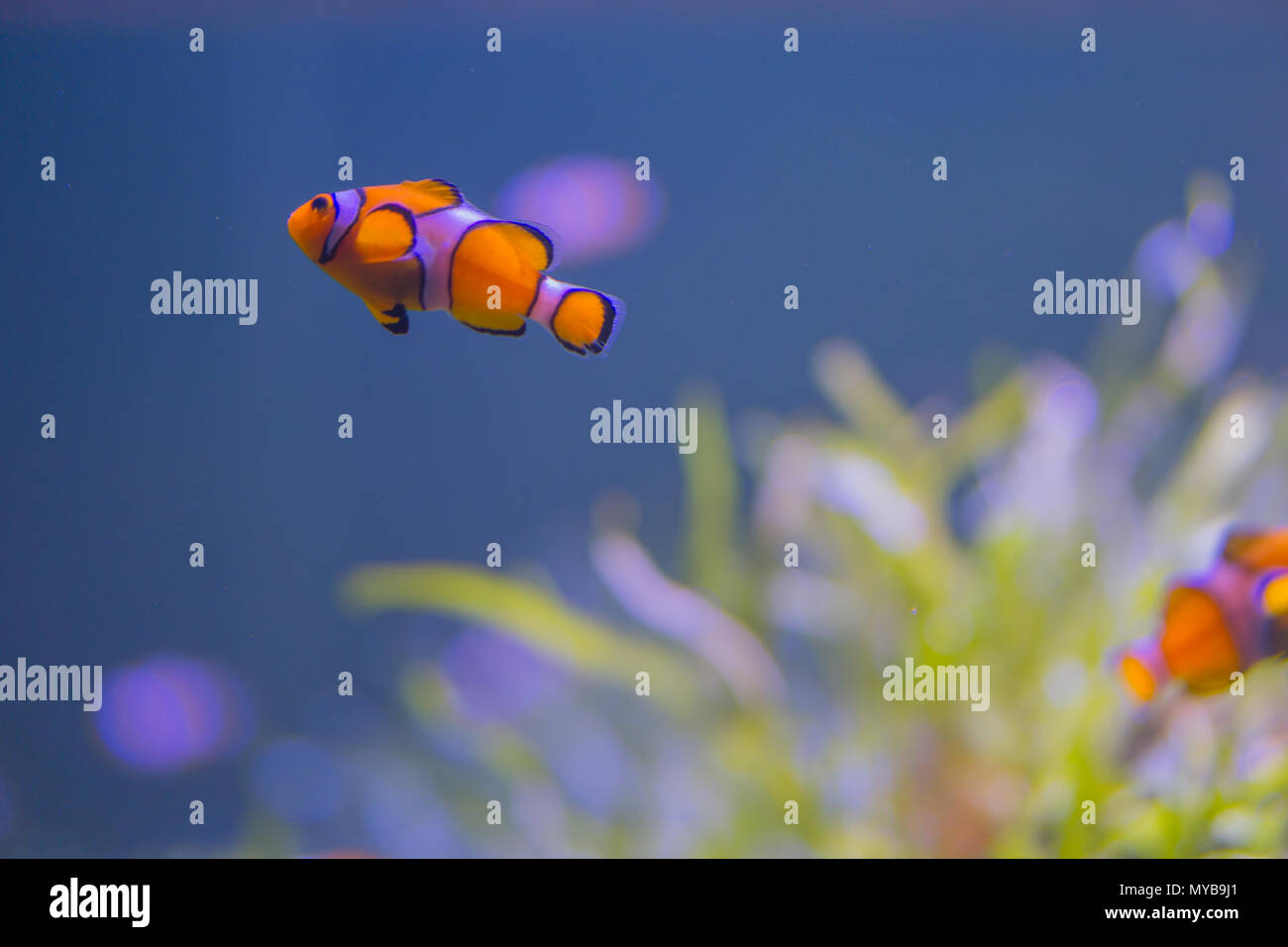 Orange Coral Reel Fish swim in Thailand Sea Stock Photo - Alamy