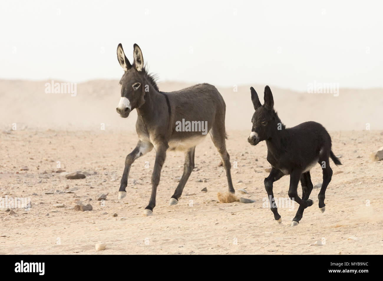 Domestic Donkey (Equus asinus asinus). Jenny with filly-foal galloping ...