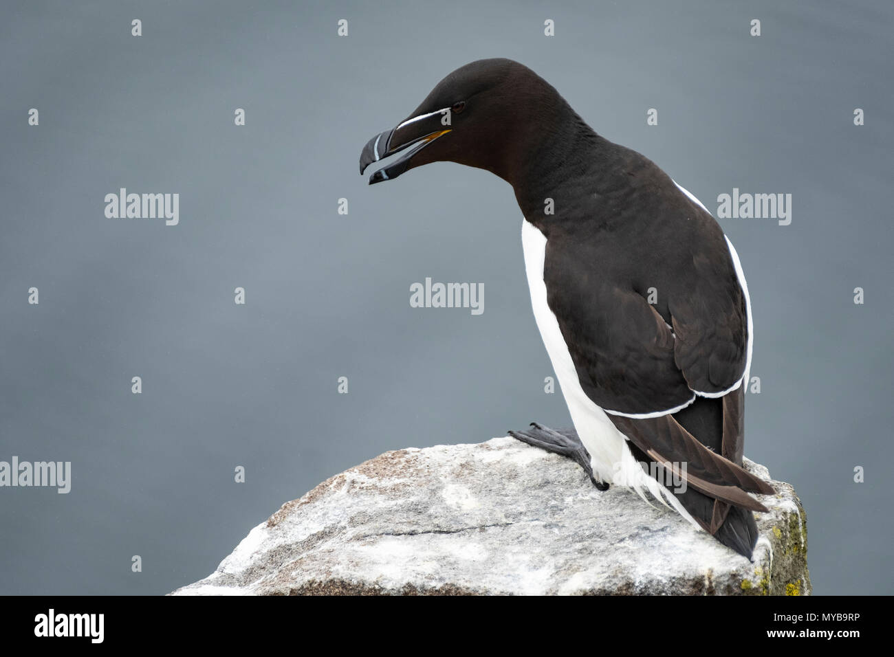 Scottish razorbill hi-res stock photography and images - Alamy