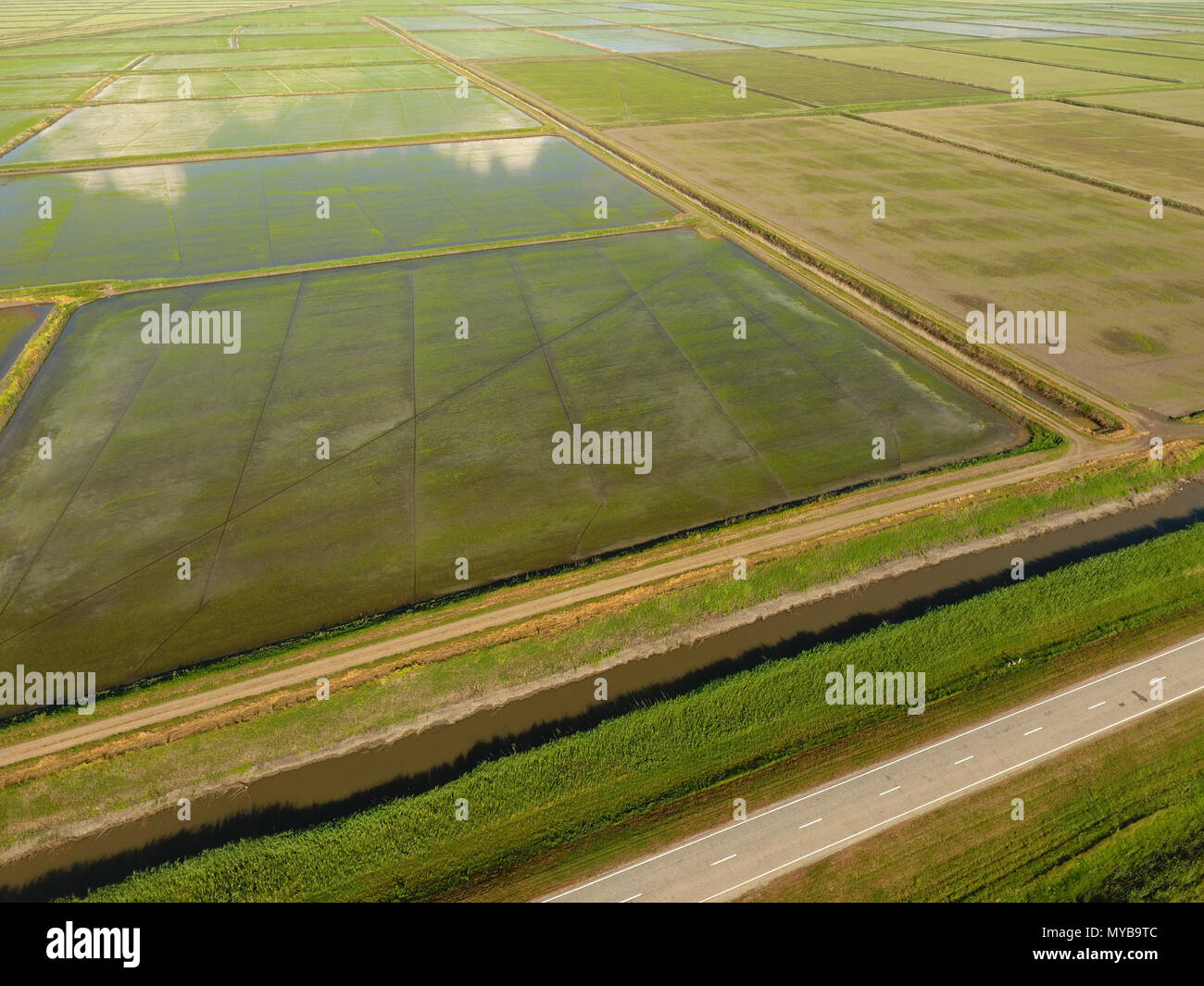 The rice fields are flooded with water. Flooded rice paddies. Agronomic ...