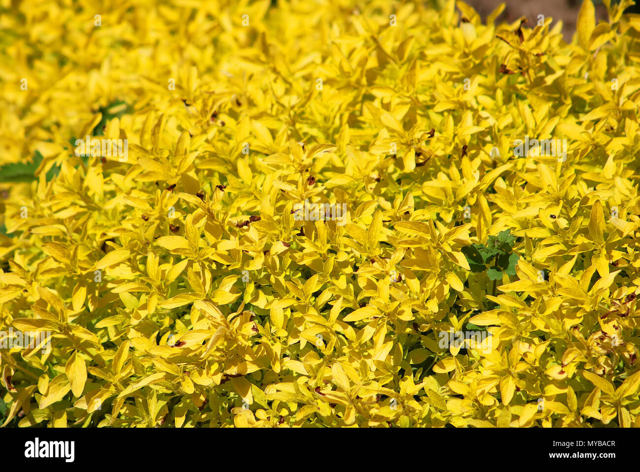 Nature background. Yellow plants Stock Photo - Alamy