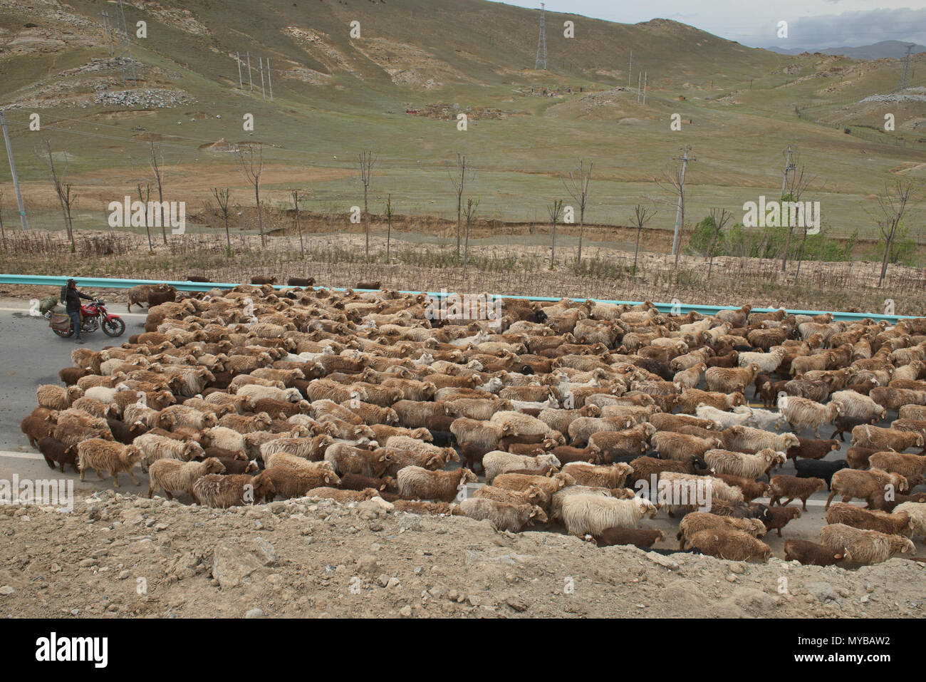 Kazakh nomads rounding up their sheep, Keketuohai, Xinjiang, China ...