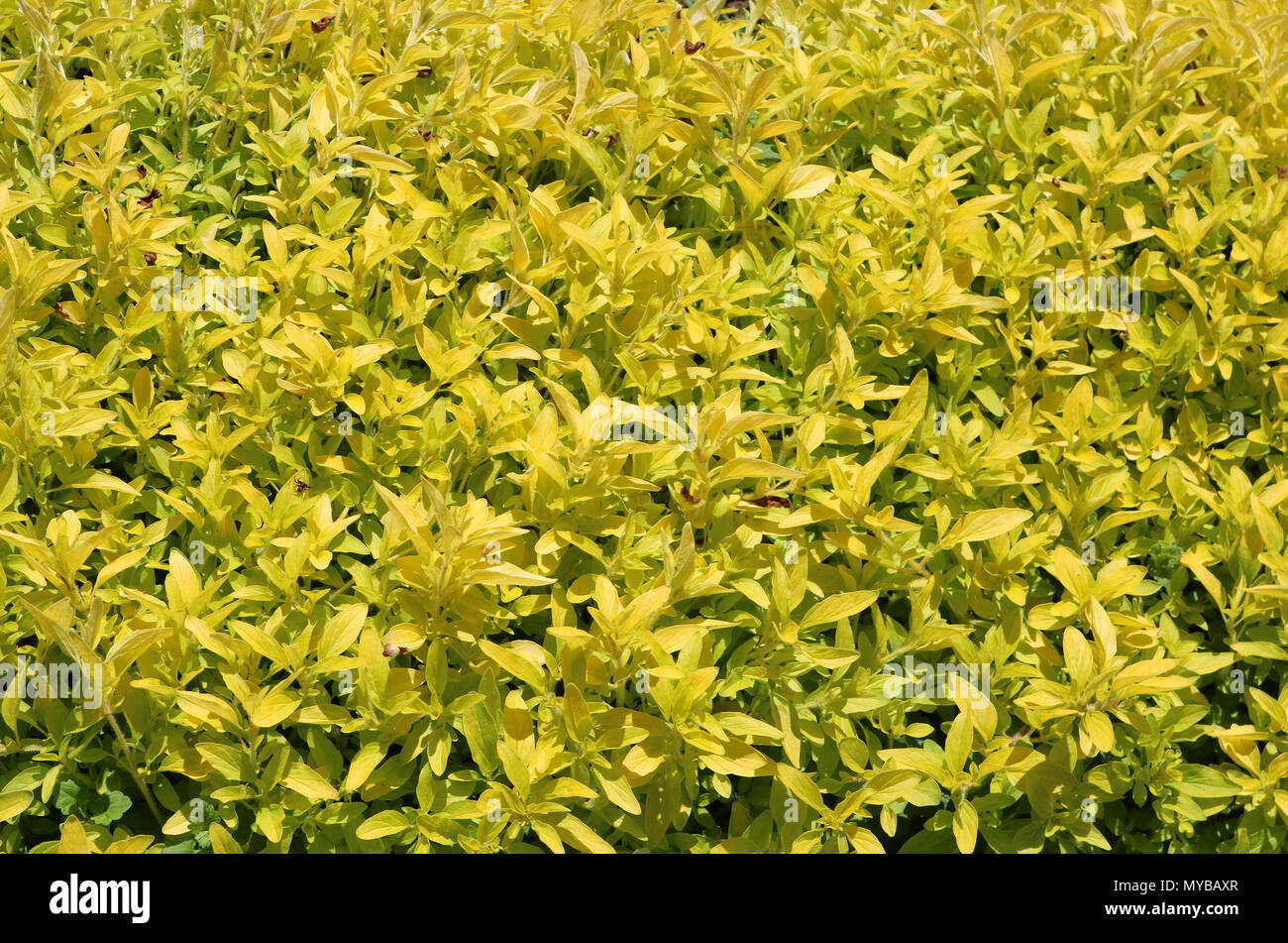 Nature background. Yellow plants Stock Photo - Alamy