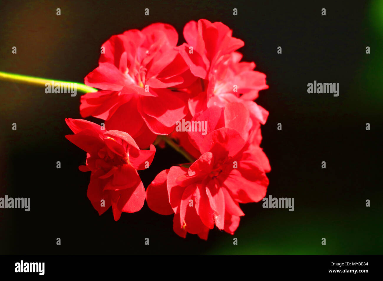 Red geranium close up in the garden with dark background Stock Photo ...