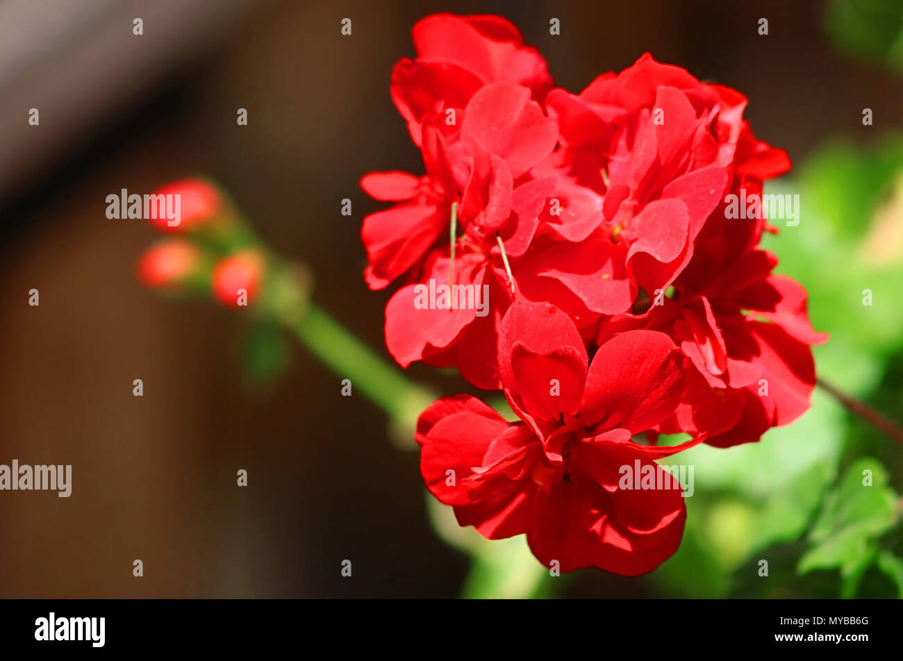 Red geranium close up in the garden with dark and green background ...