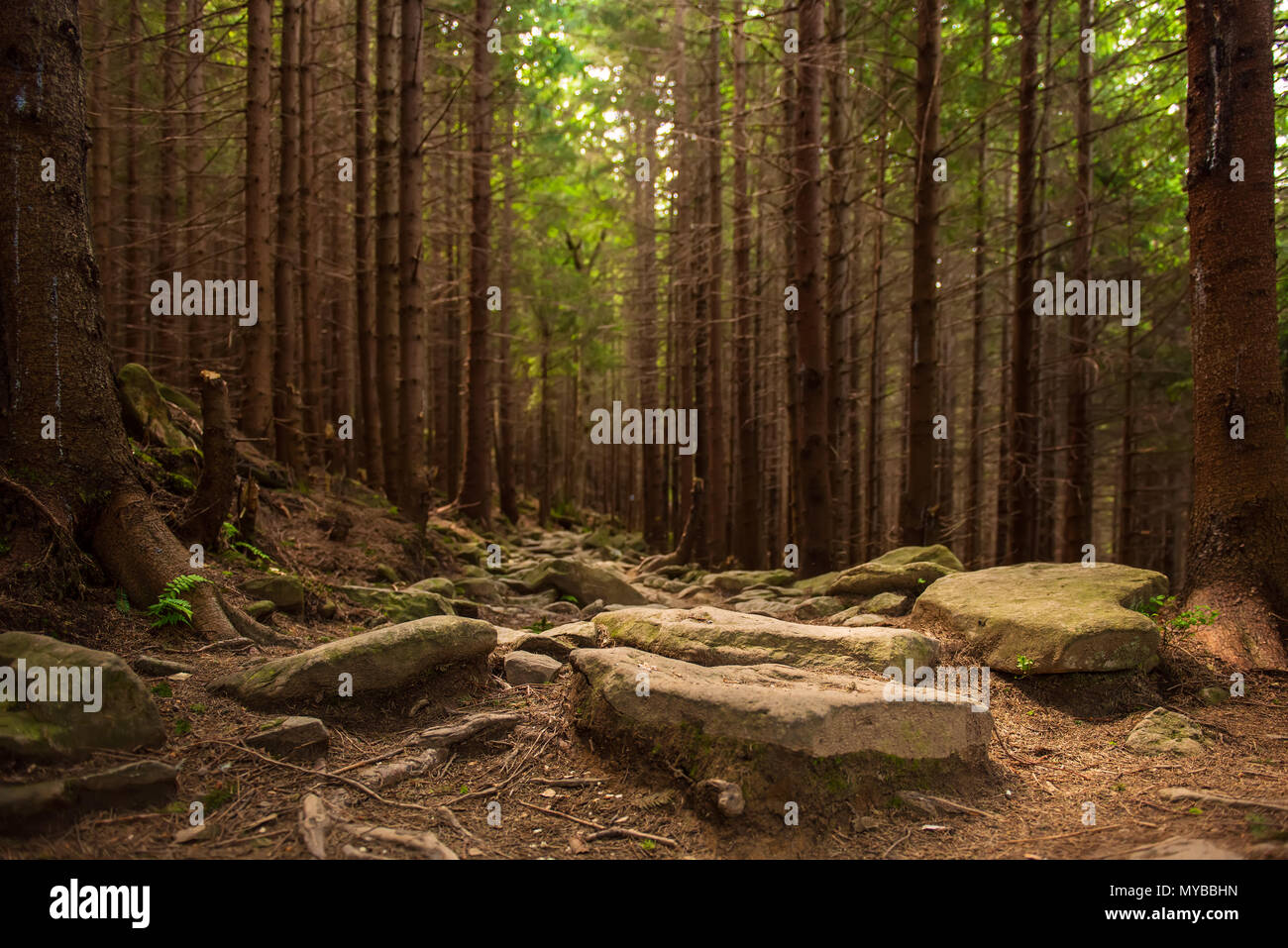 North scandinavian pine forest with path and stones, Sweden natural ...