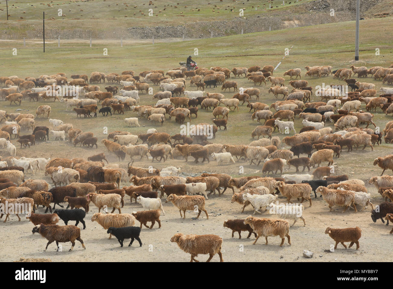 Are There Sheep In China