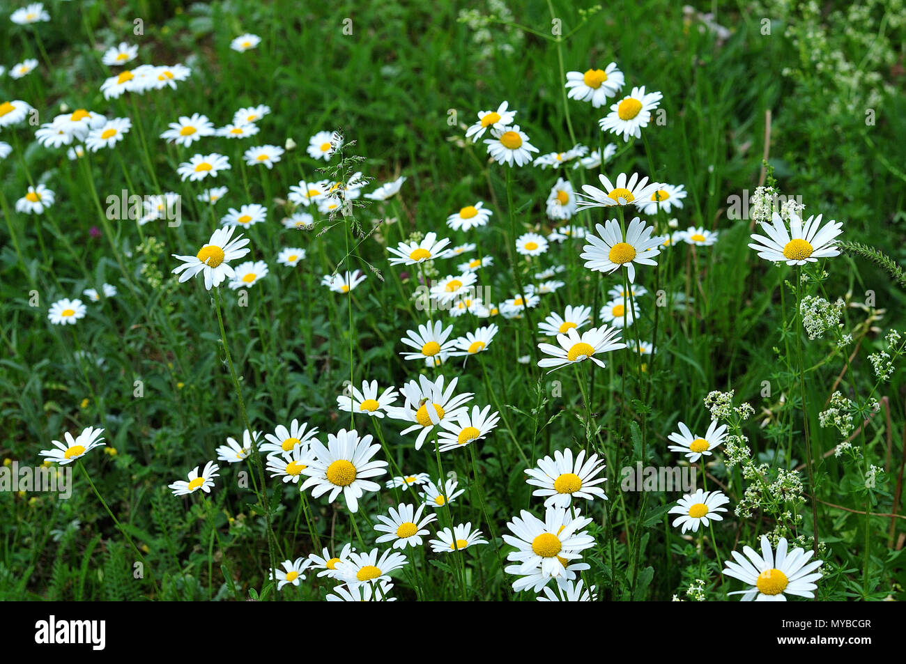 Yellow disc flowers hi-res stock photography and images - Alamy