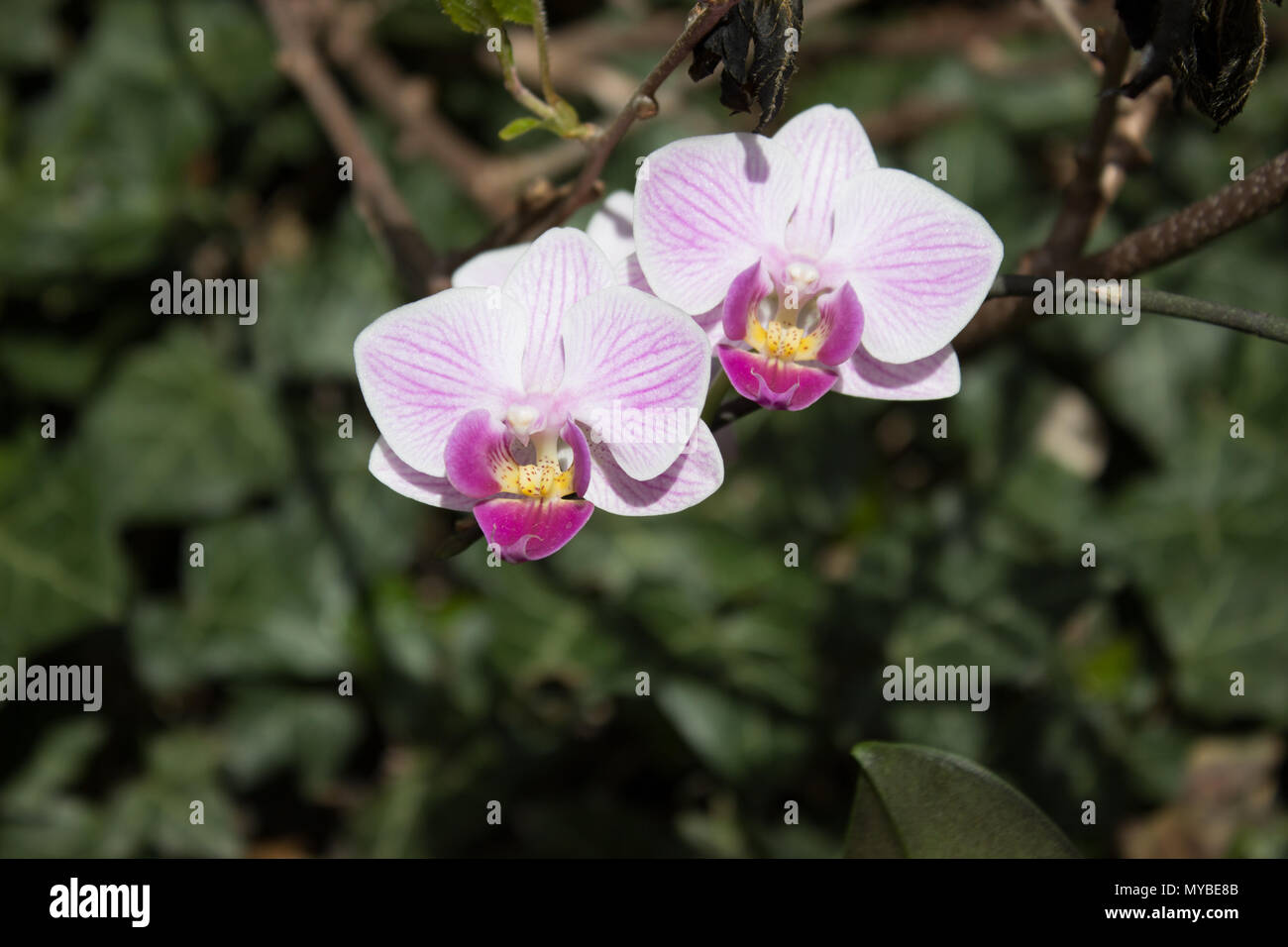 The beautiful orchids with are in the garden. In the green background ...