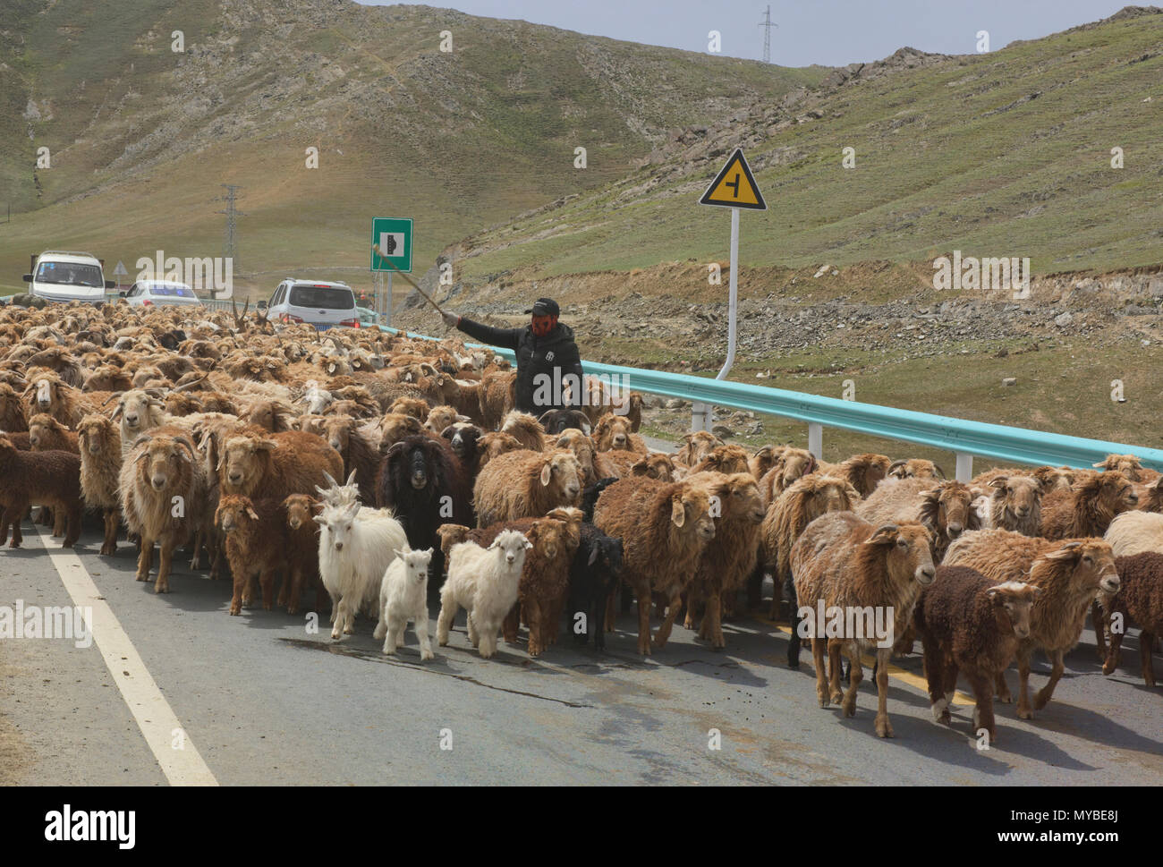 Kazakh nomads rounding up their sheep, Keketuohai, Xinjiang, China ...