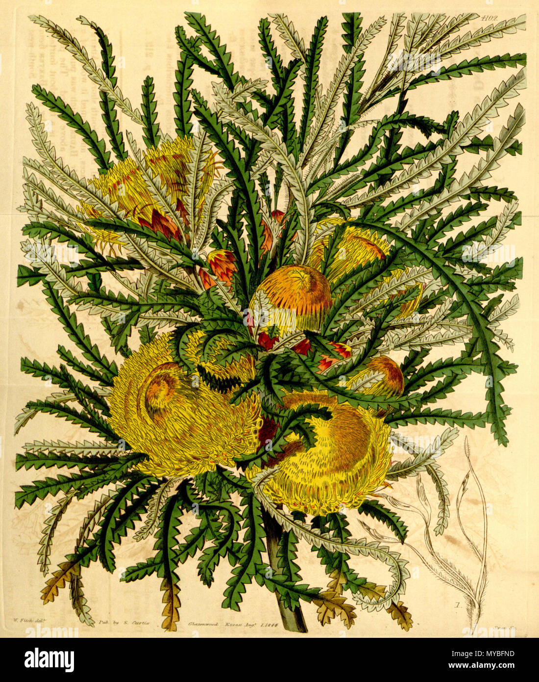 . This is a scan of tab 4102 Dryandra formosa, now described as Banksia ...