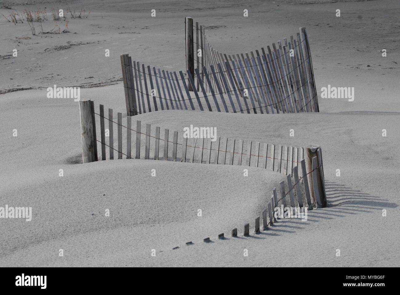 Beach fencing helps to trap wind-blown sand to preserve dunes from ...