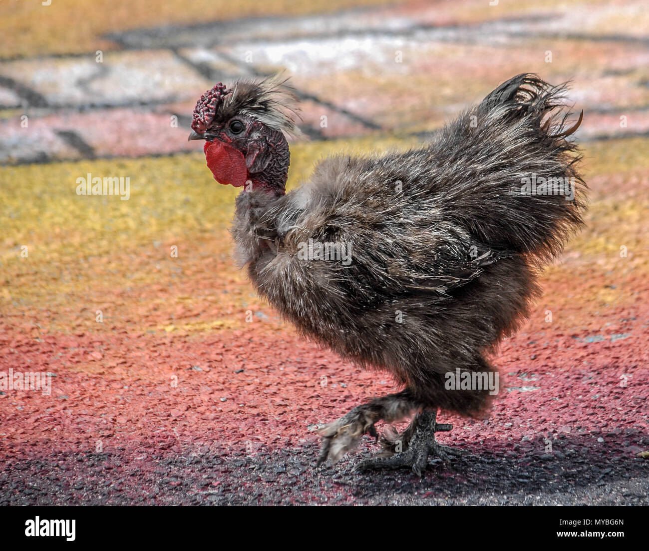 Fluffy Chicken Rooster