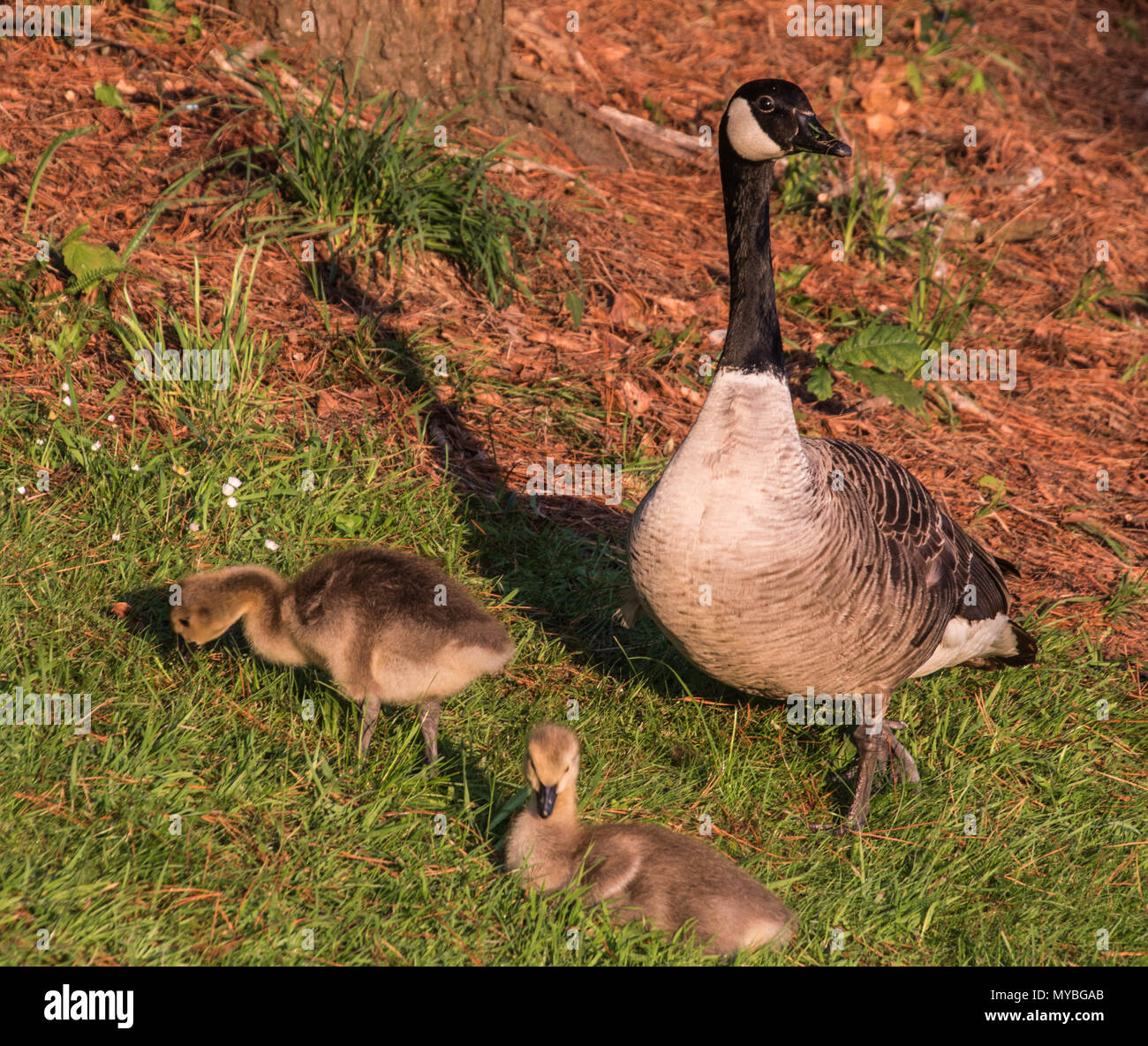 Canada geese in england hi-res stock photography and images - Alamy