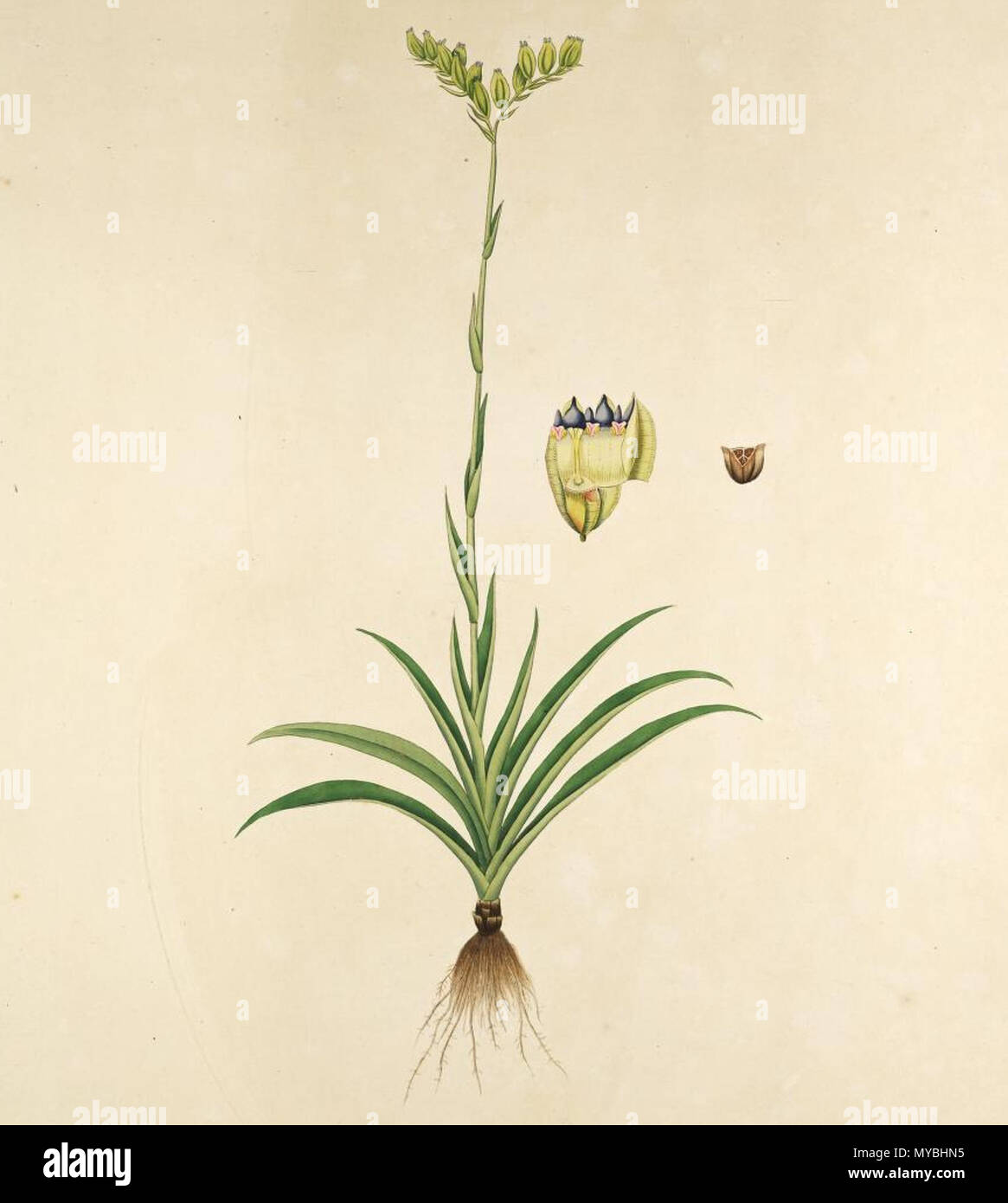 . Illustration of Burmannia disticha . between 1795 and 1819. William ...