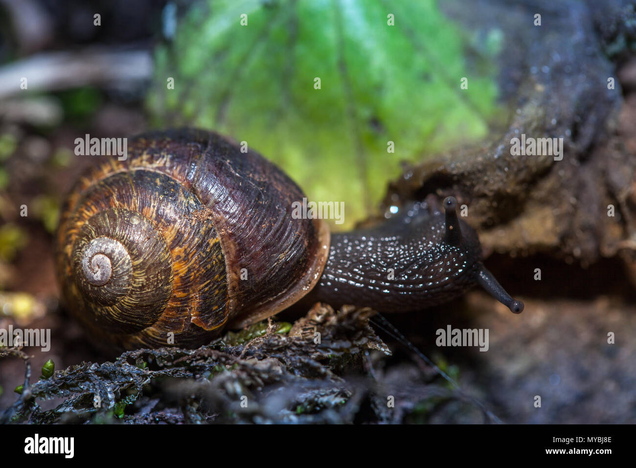 Cochlear shell hi-res stock photography and images - Alamy