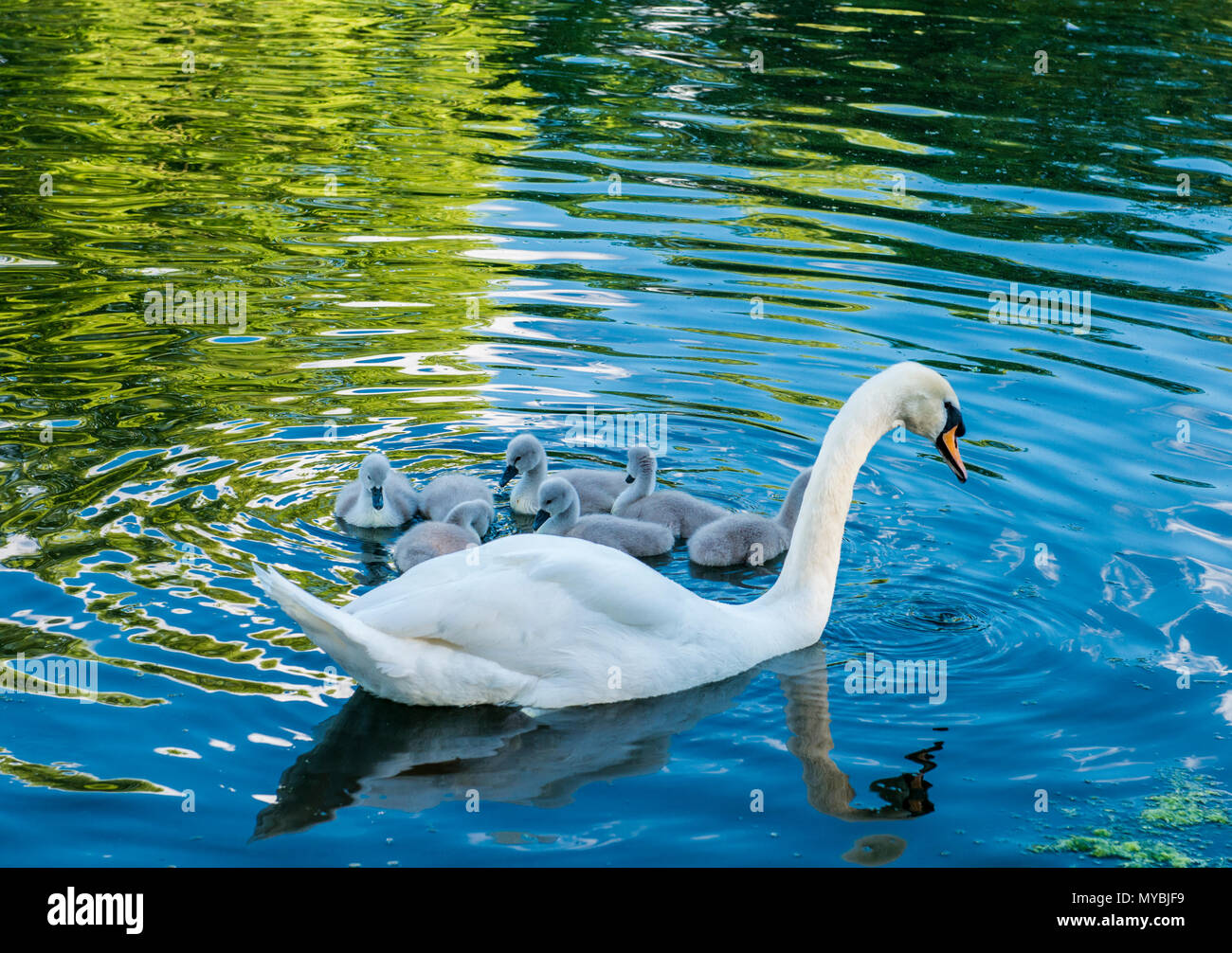 London swan lake hi-res stock photography and images - Alamy